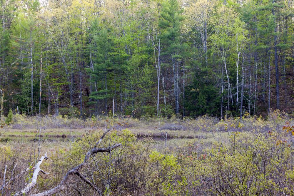 Oyster River Forest | The Town of Durham New Hampshire
