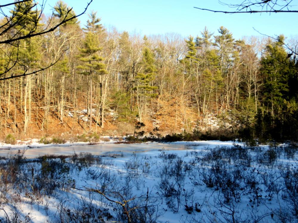 Spruce Hole Bog Conservation Area | The Town of Durham New Hampshire