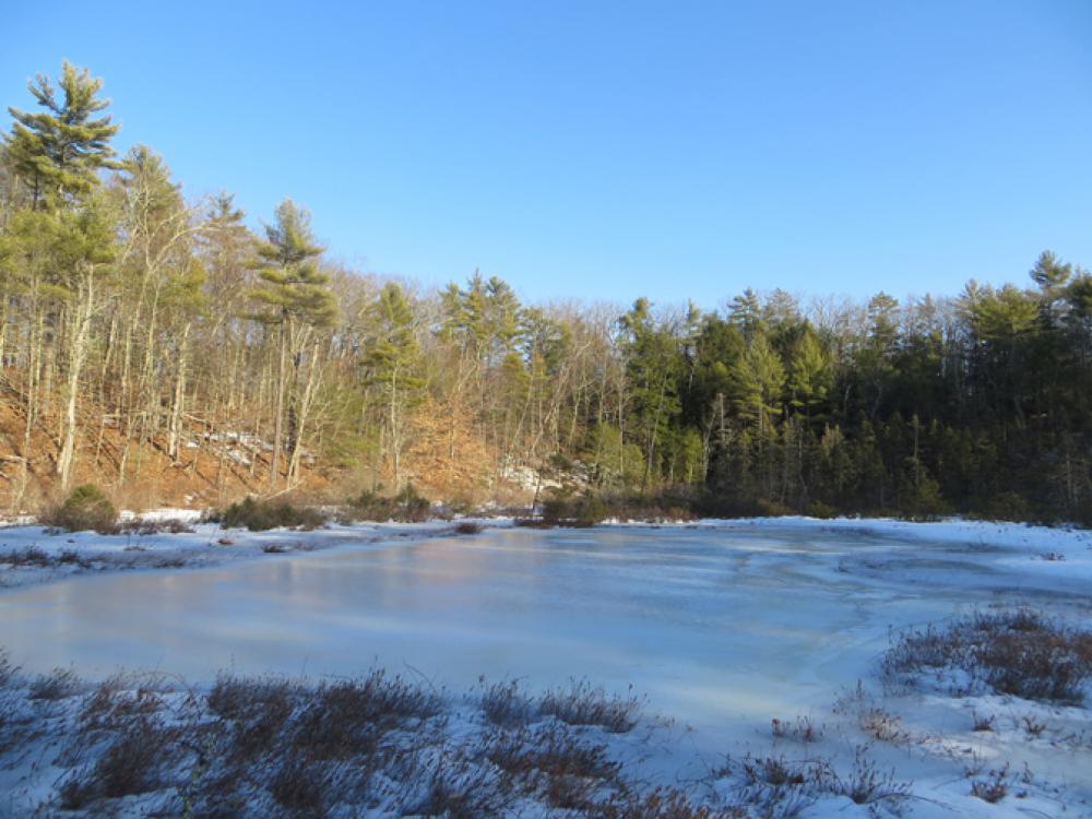 Spruce Hole Bog Conservation Area | The Town of Durham New Hampshire