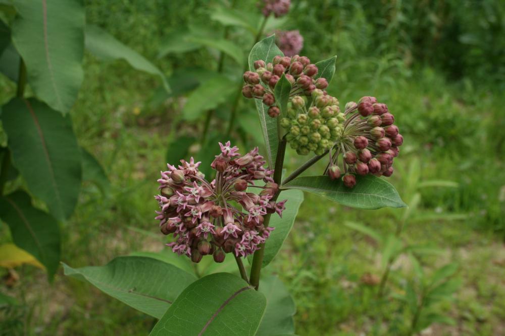 Pollinators | The Town of Durham New Hampshire