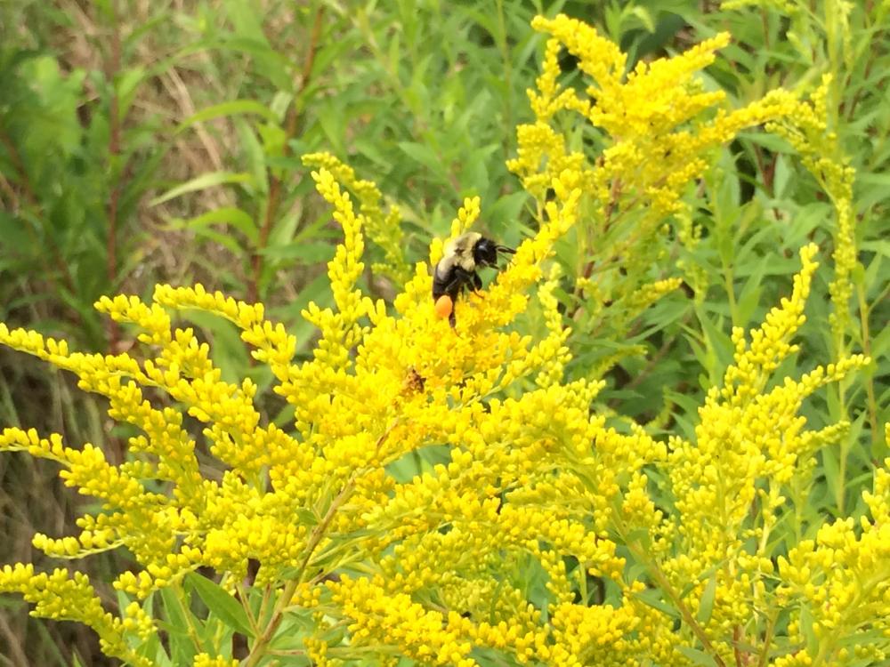 Pollinators | The Town of Durham New Hampshire