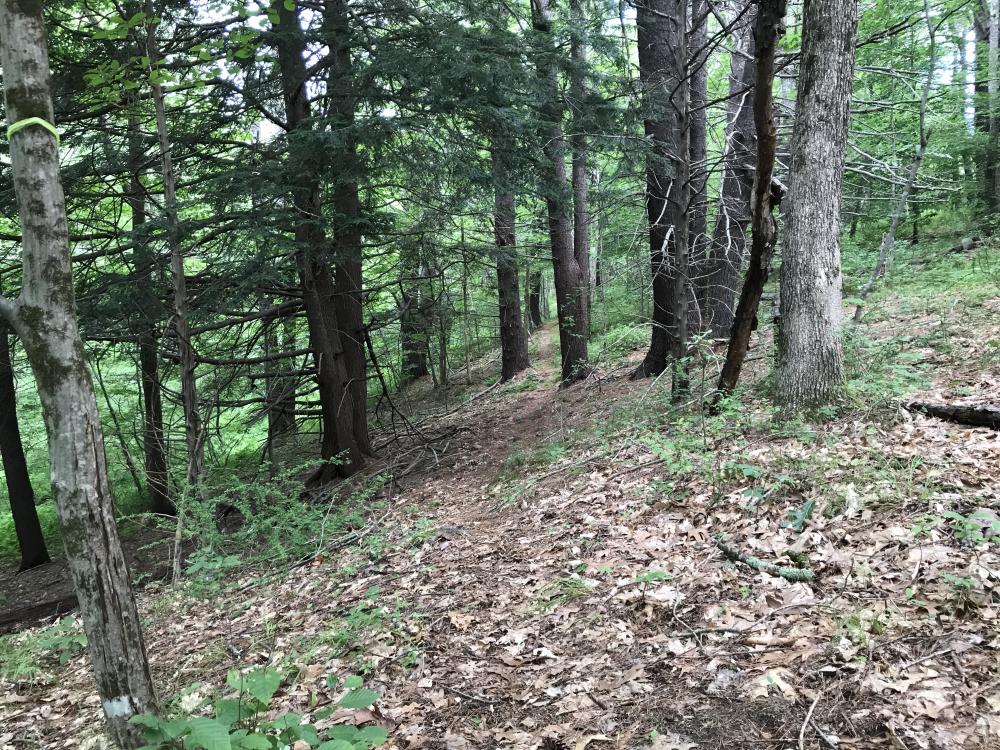 Thompson Forest | The Town of Durham New Hampshire